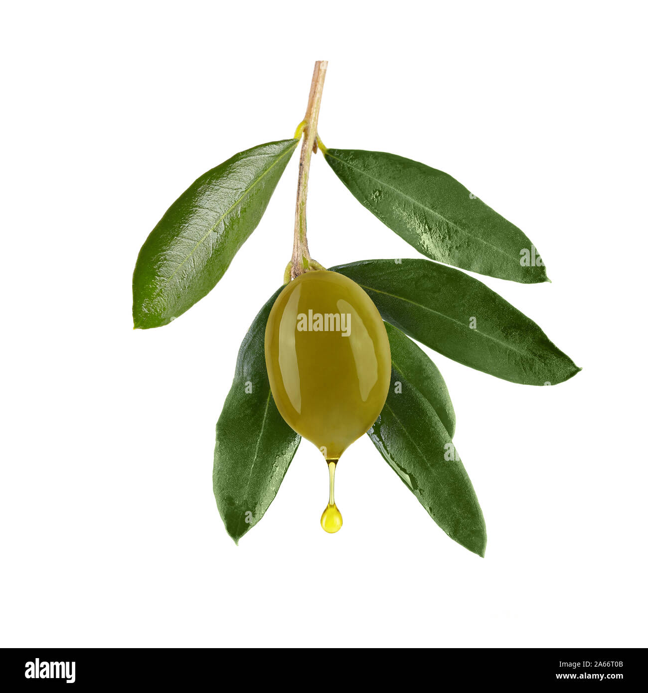 Olive tree logo hi-res stock photography and images - Alamy
