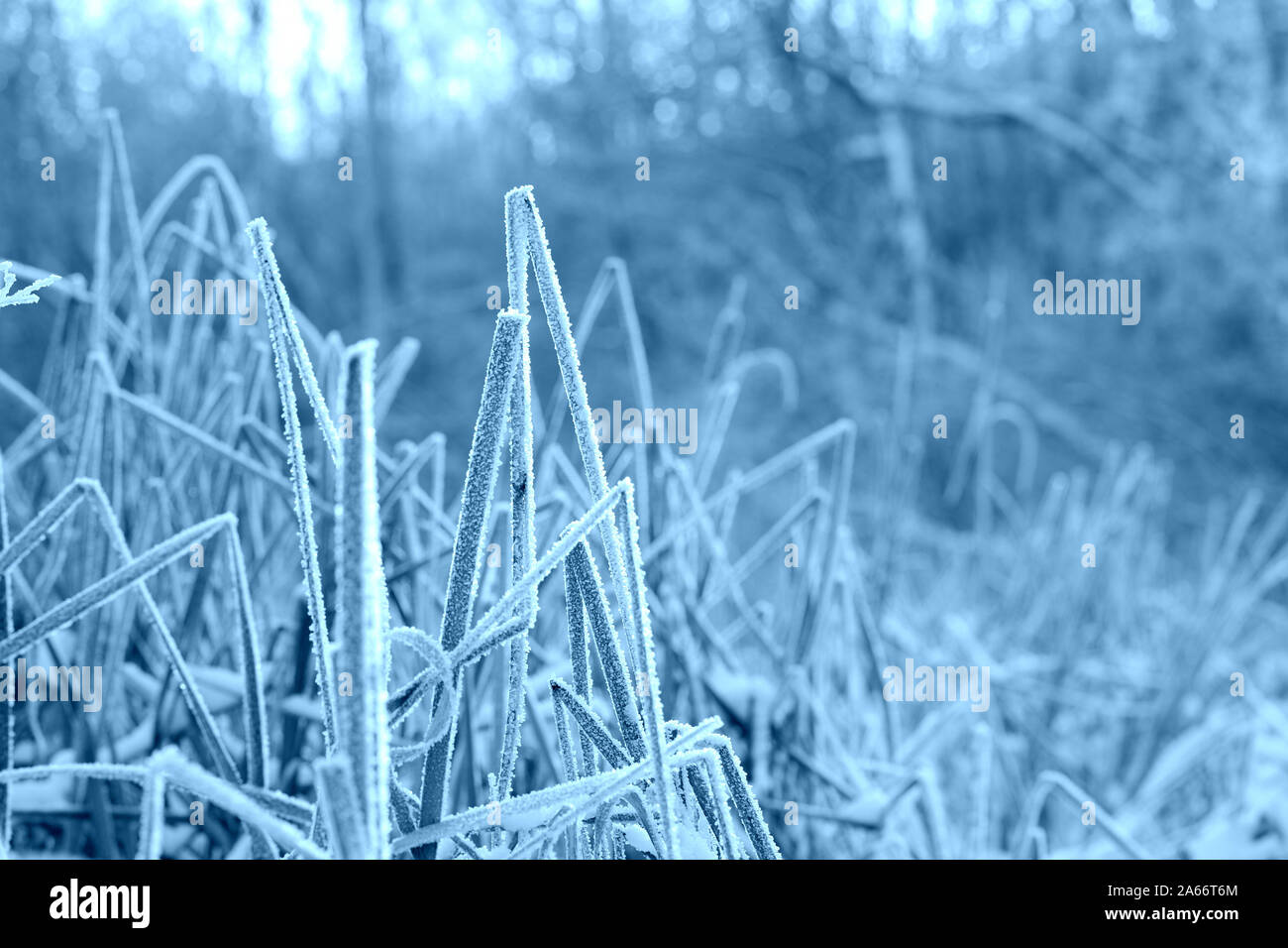Winter color of grass hi-res stock photography and images - Alamy