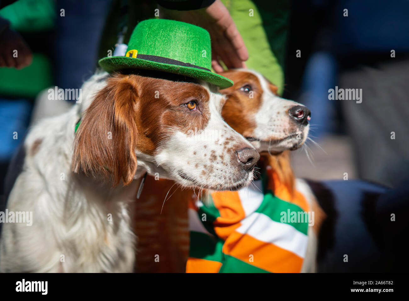Couple of pretty Irish setters close-up in green hats, St.Patrick ...