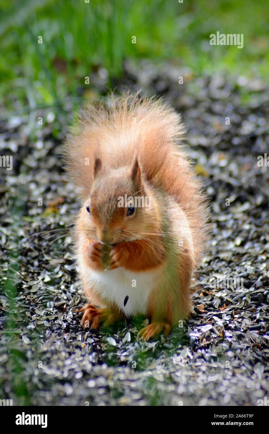 Red Squirrel Eating Stock Photo - Alamy