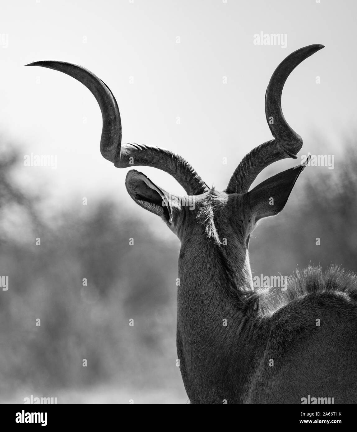 Etosha park tourisme hi-res stock photography and images - Alamy