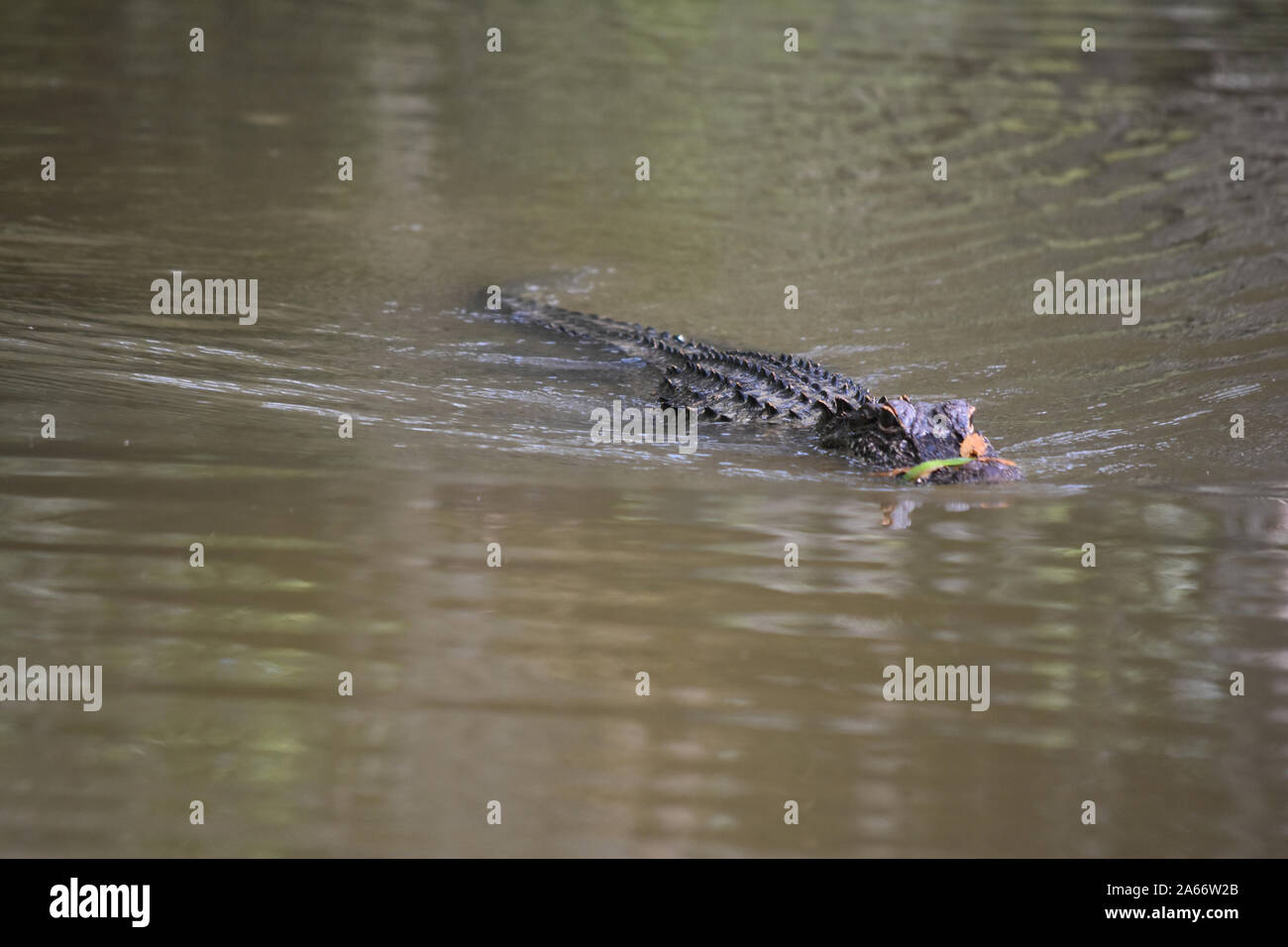 Predatory gator hi-res stock photography and images - Alamy