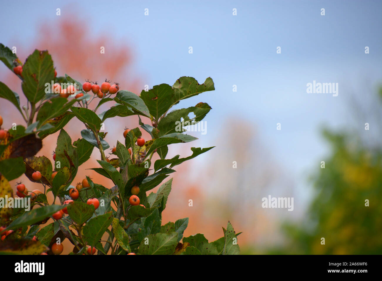 pyracantha or firethorn plant with bright orange red berries against ...