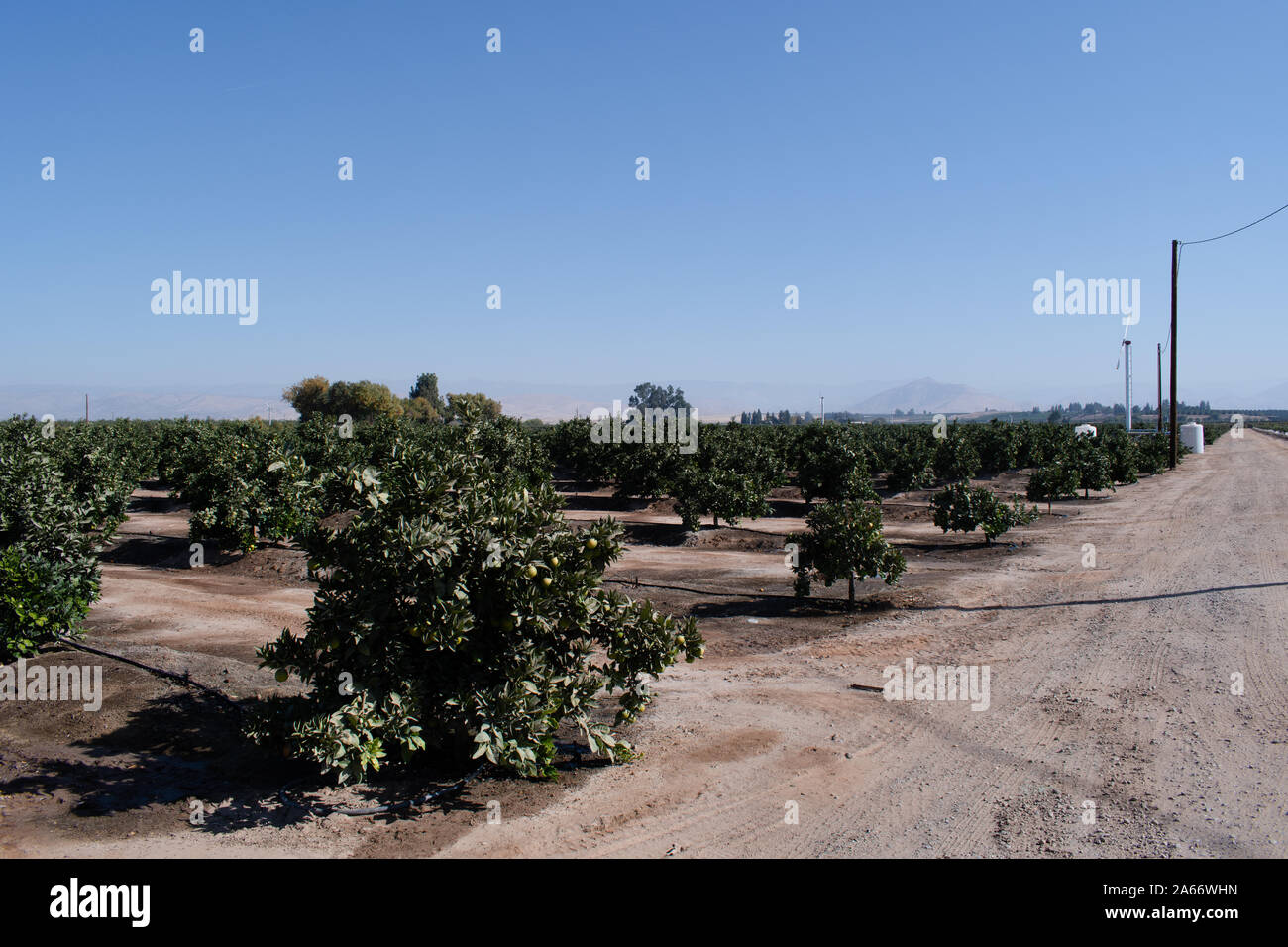 Young citrus trees hi-res stock photography and images - Alamy