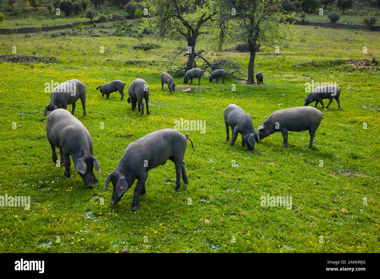 Iberian pig cerdo iberico hi-res stock photography and images - Alamy