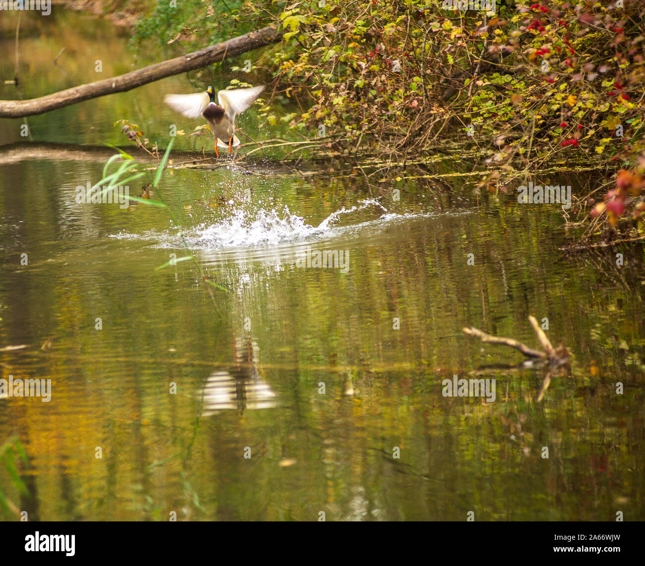 A blurred duck takes off vertically from a lake with a big splash Stock ...