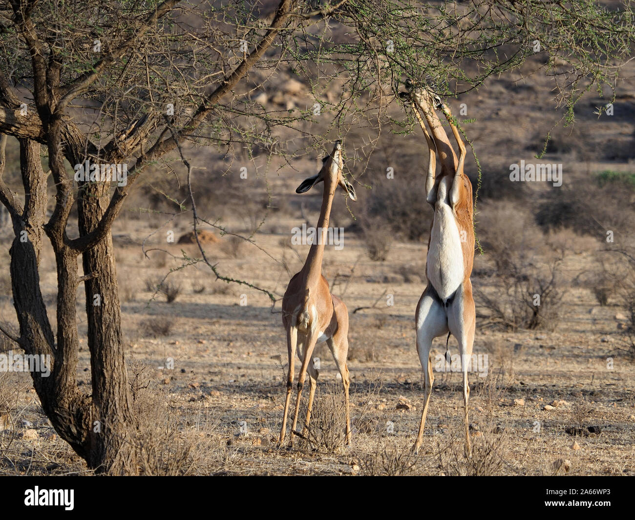 Pair mammals hi-res stock photography and images - Alamy
