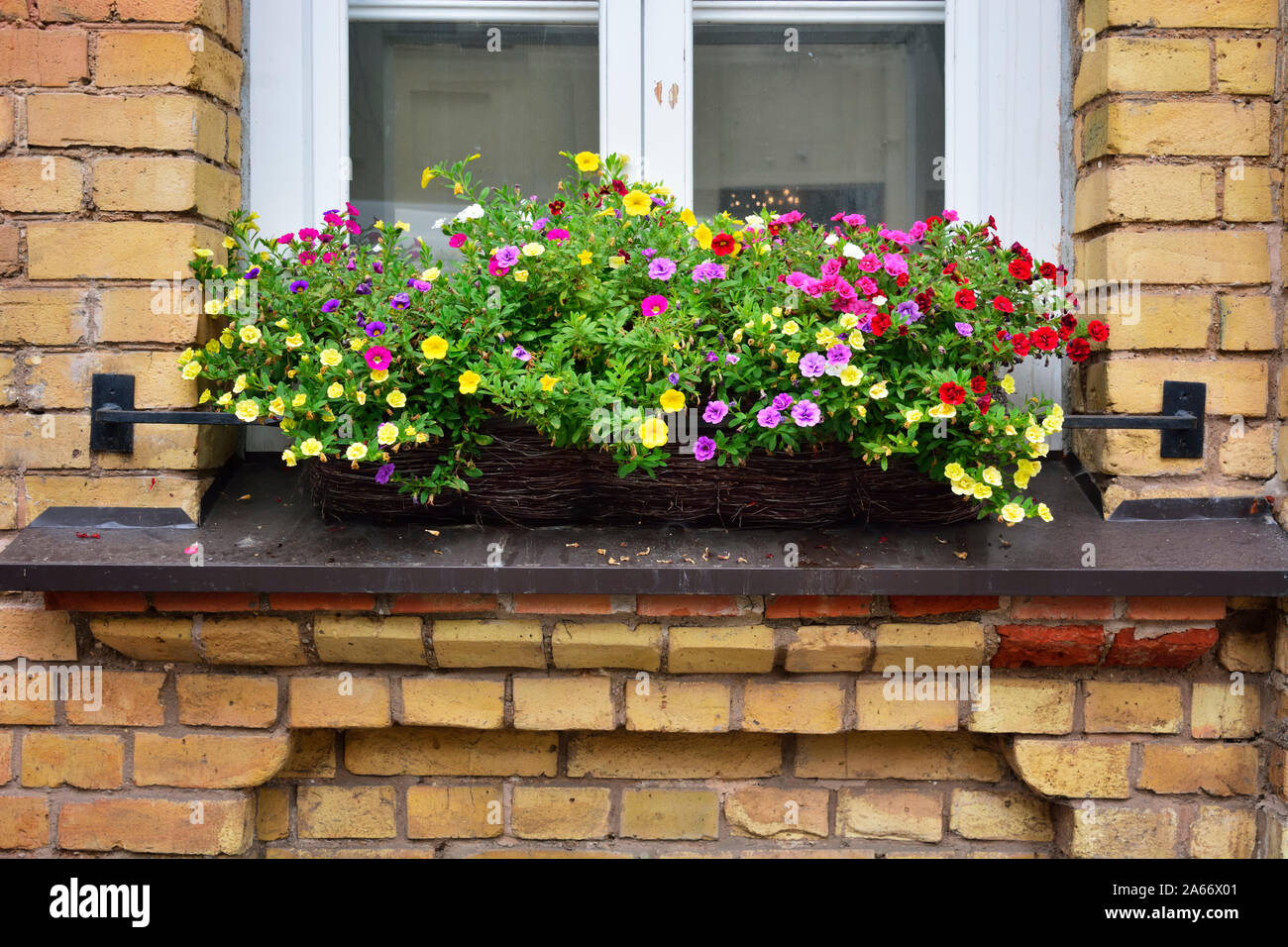 Baltic countries flowers hi-res stock photography and images - Alamy