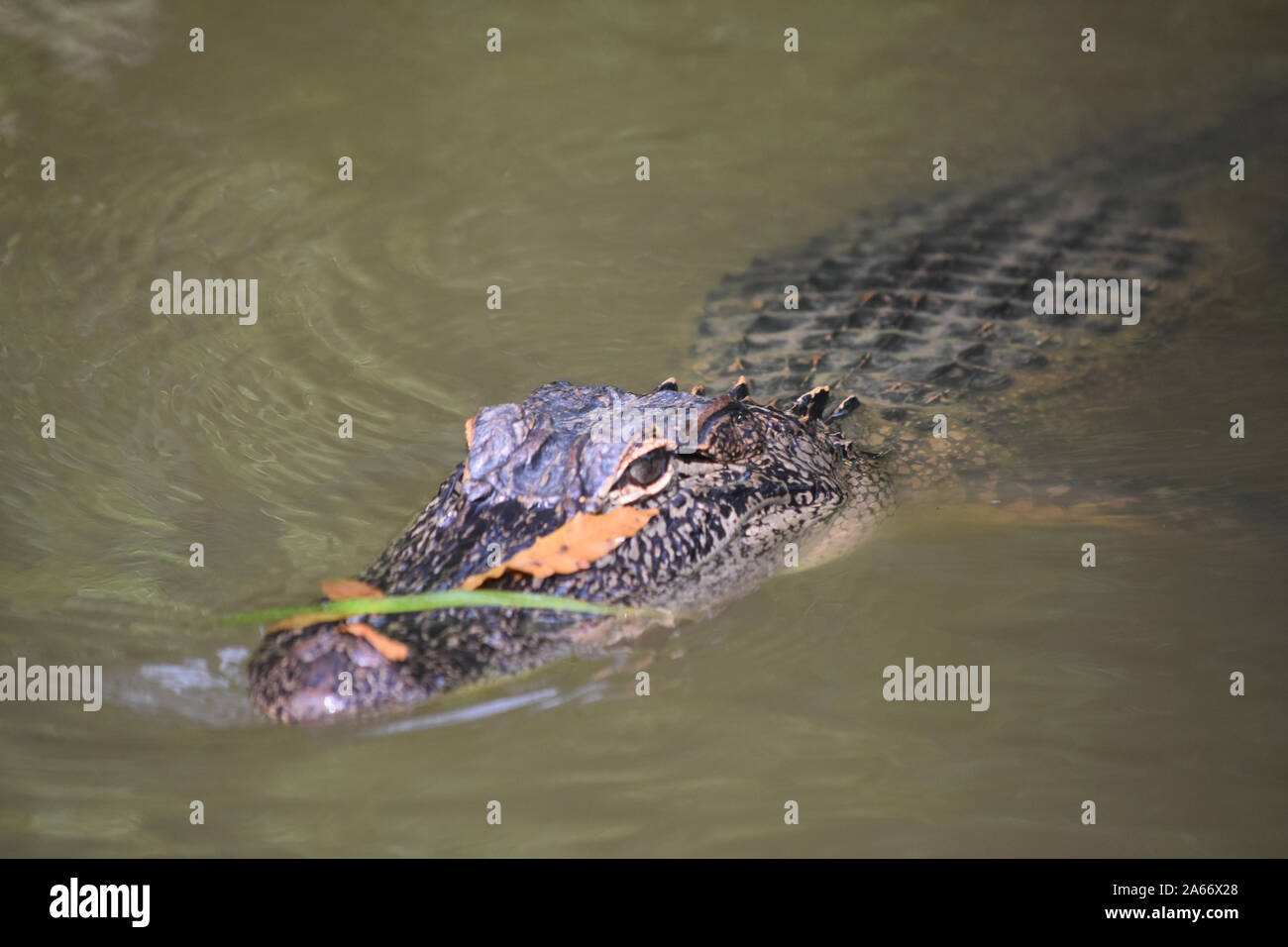 Up close look into the face of an alligator Stock Photo - Alamy