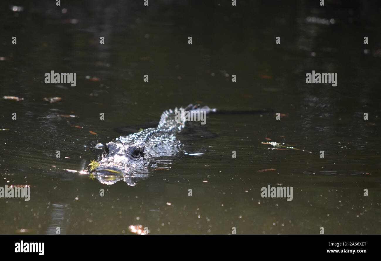 Gator swimming through the shallow swamp waters in Southern Louisiana ...