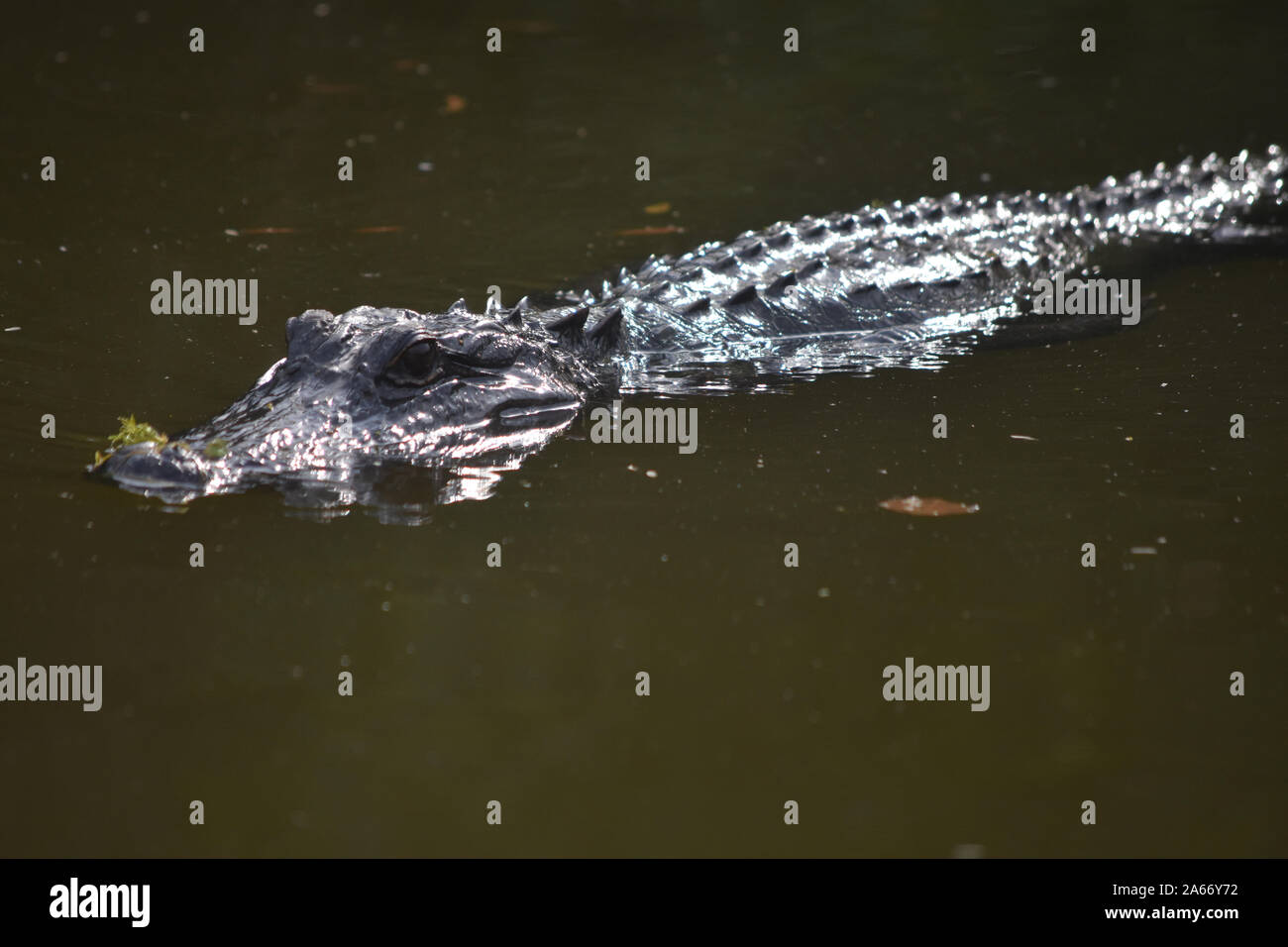 Alligator on the surface of the swampy water Stock Photo - Alamy