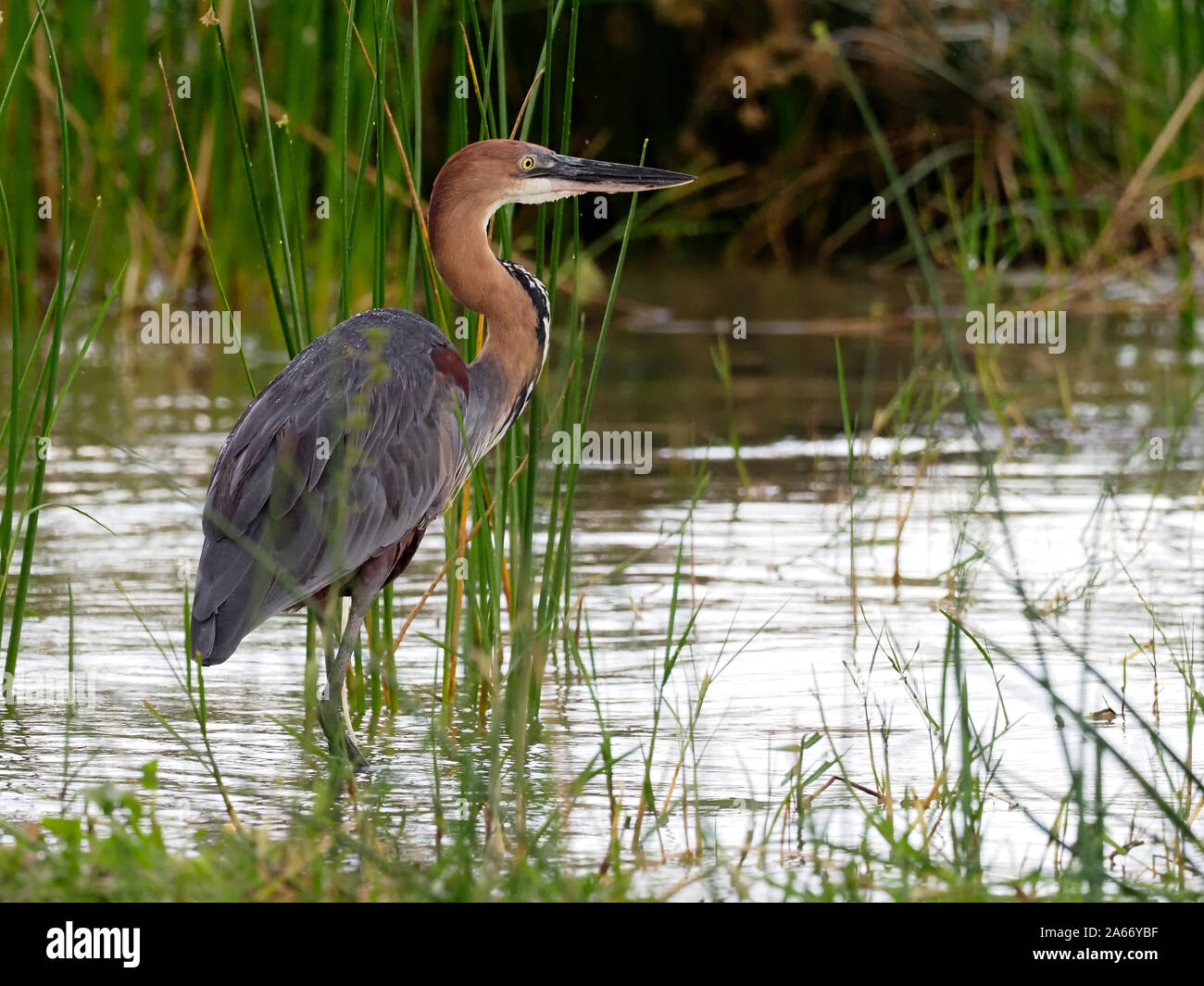 Goliath heron, Ardea goliath, Single bird in water, Kenya, September ...