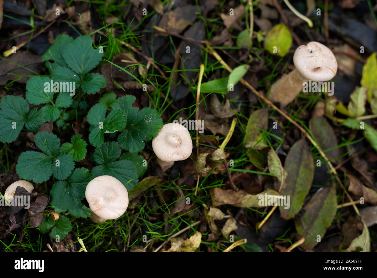White toadstool fungi growing in a ring in the woods Stock Photo - Alamy