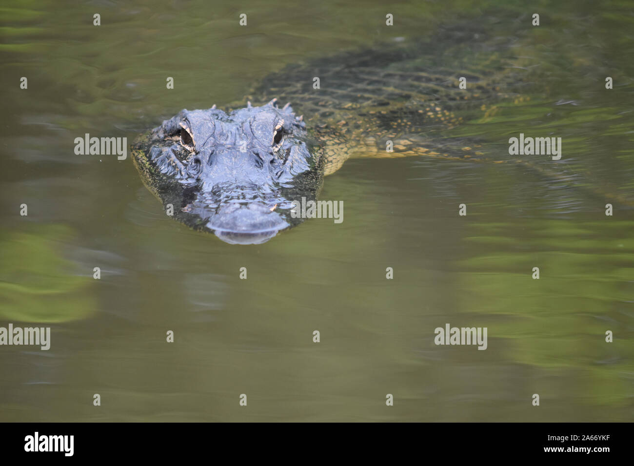 Alligators face hi-res stock photography and images - Alamy