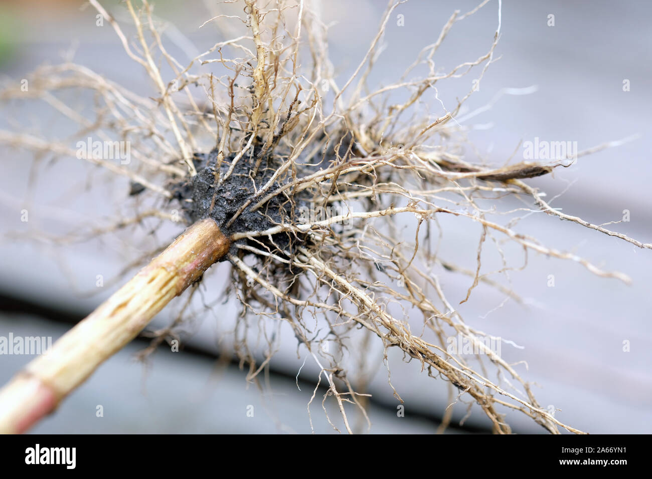 Earth core hi-res stock photography and images - Alamy