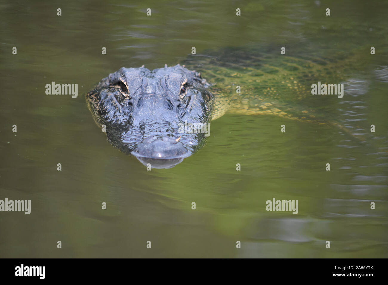 Green murky water with a gator in the swamp Stock Photo - Alamy