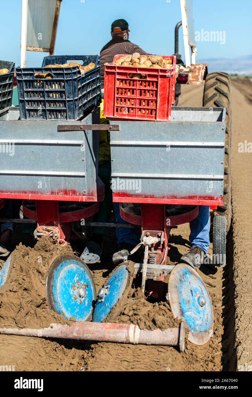 Tractor with crates planting potatoes. Automated agriculture concept ...