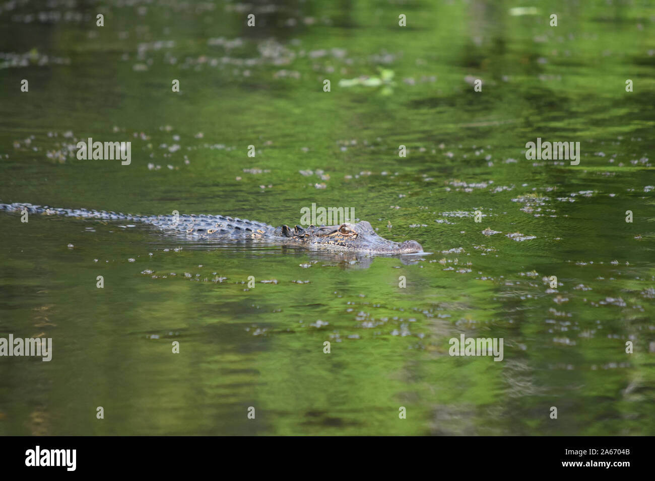 Alligator moving through murky green swamp waters Stock Photo - Alamy