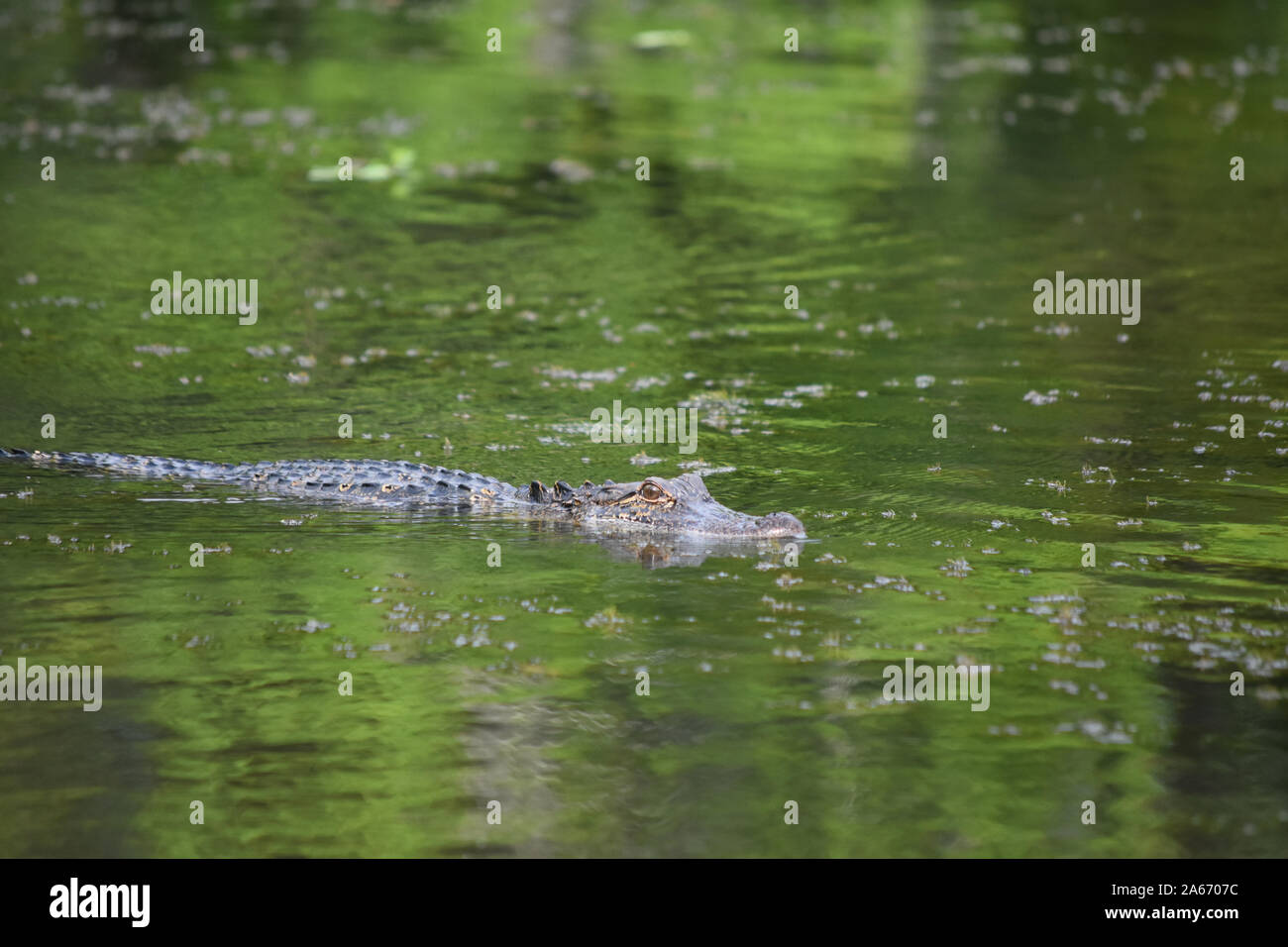 Alligator surrounded by murky green swamp waters Stock Photo - Alamy