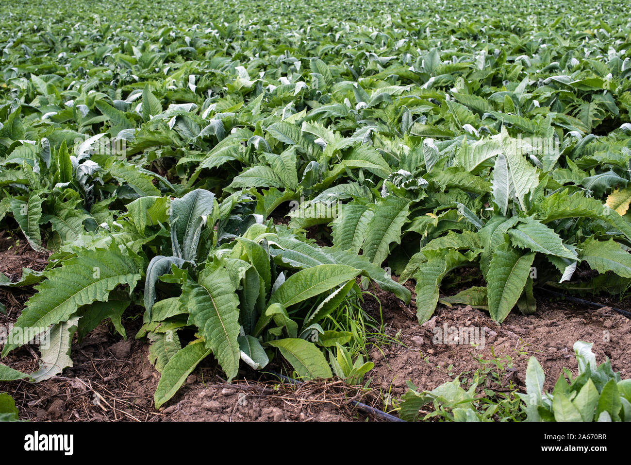Industrial plantation hi-res stock photography and images - Alamy
