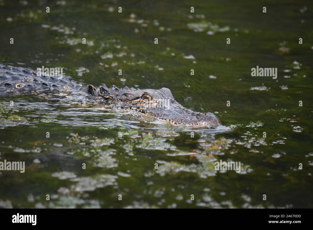 Southern Louisiana swamp with a predatory alligator Stock Photo - Alamy