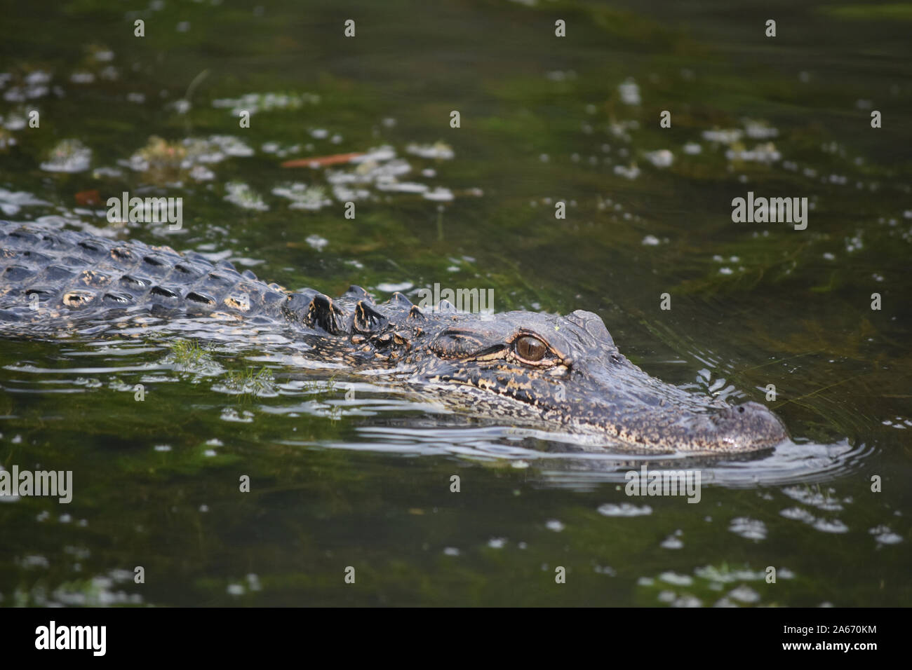 A look directly into the face of a predatory alligator Stock Photo - Alamy