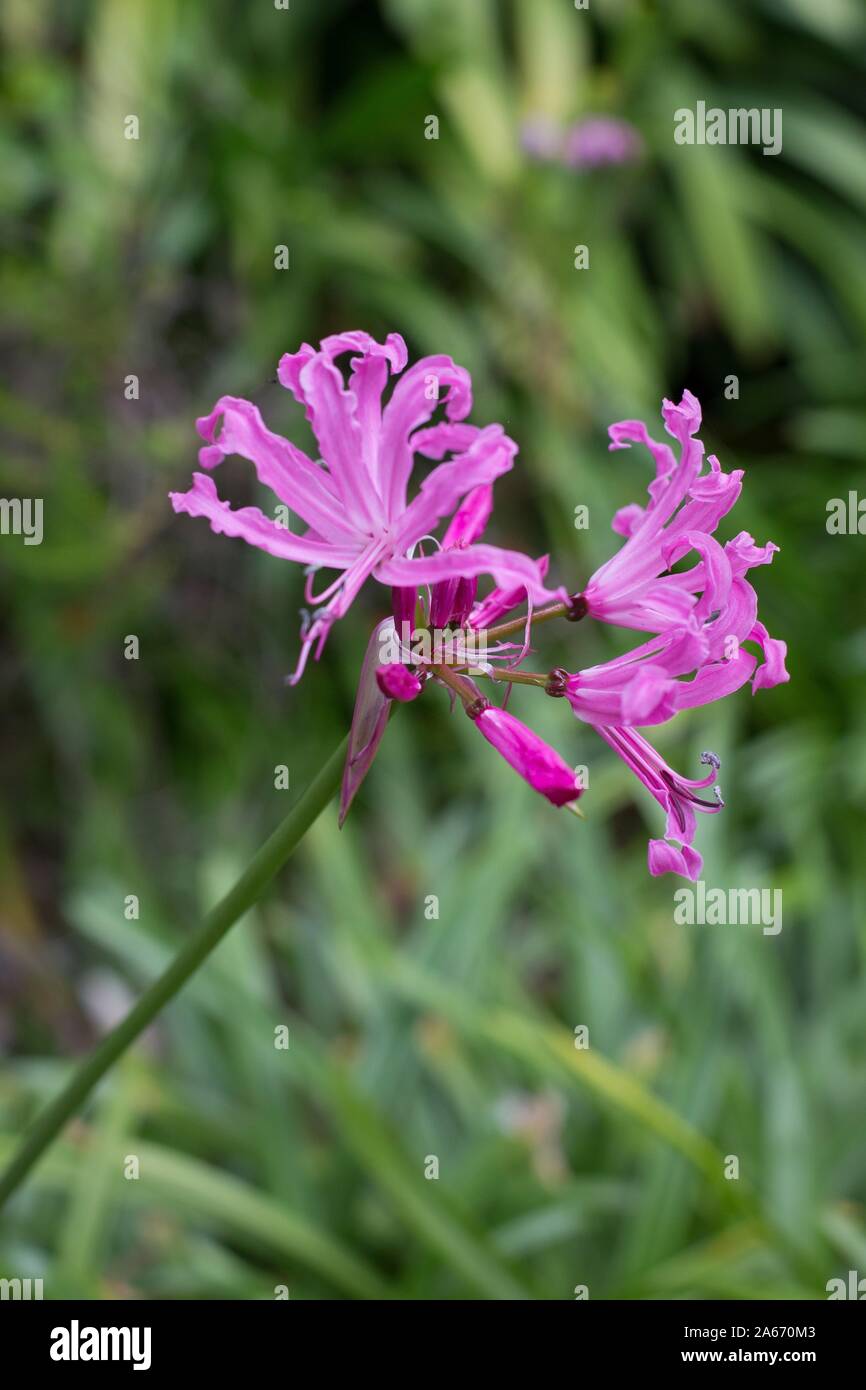 Guernsey lily hi-res stock photography and images - Alamy