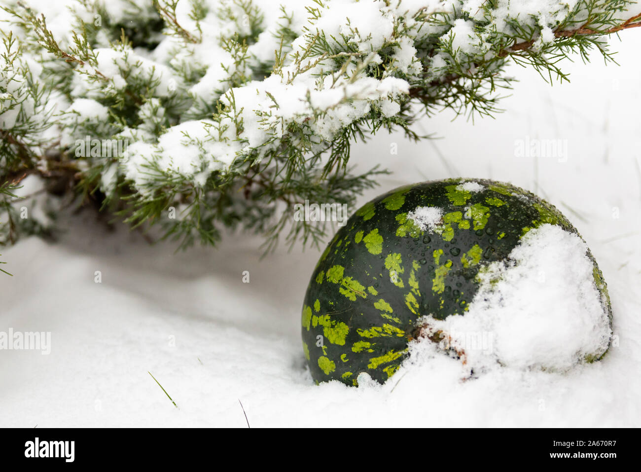 Watermelon snow hi-res stock photography and images - Alamy