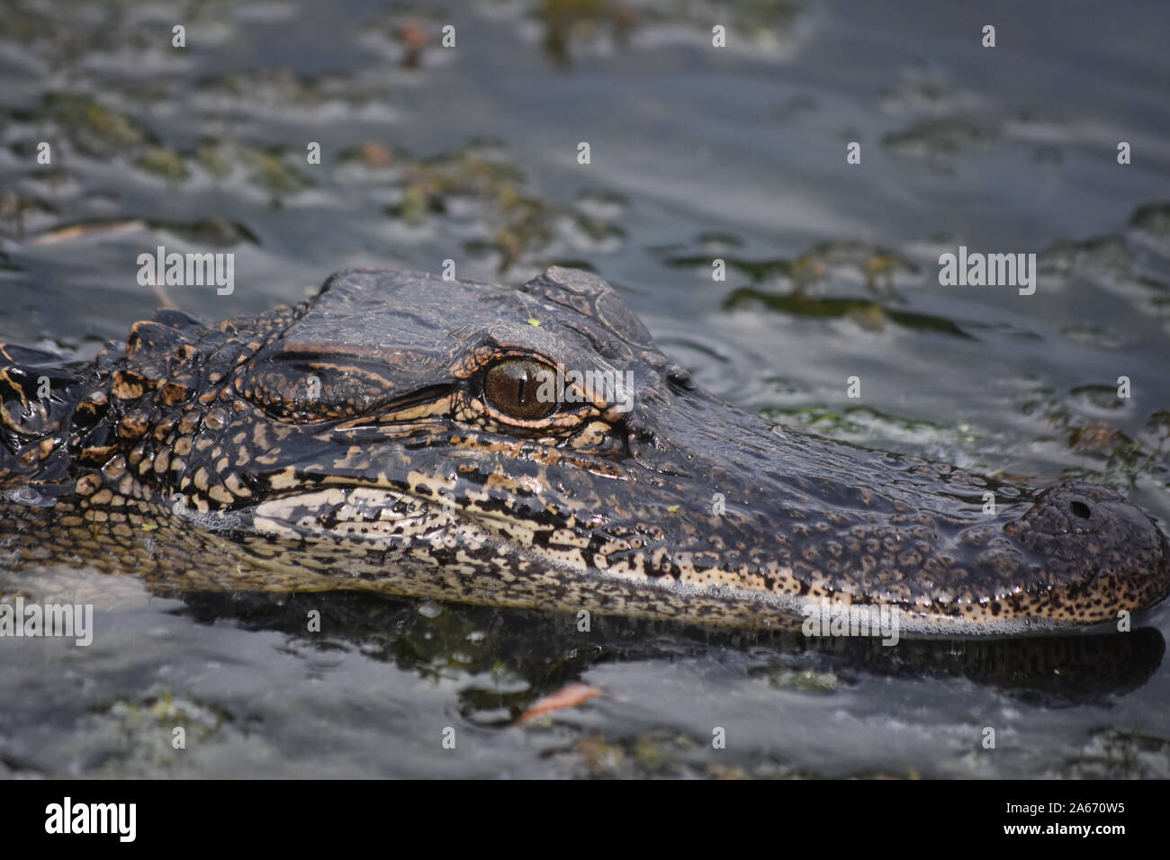 Terrific close up look into the face of an alligator in the swamp Stock ...