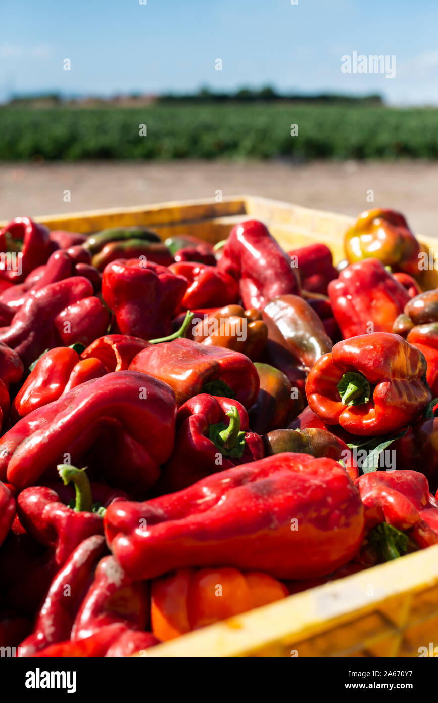 Mature big red peppers in crate ready for transport from the farm ...