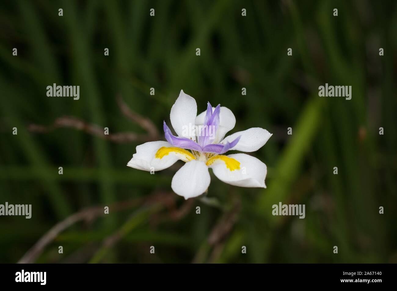Dietes grandiflora - fortnight lily Stock Photo - Alamy