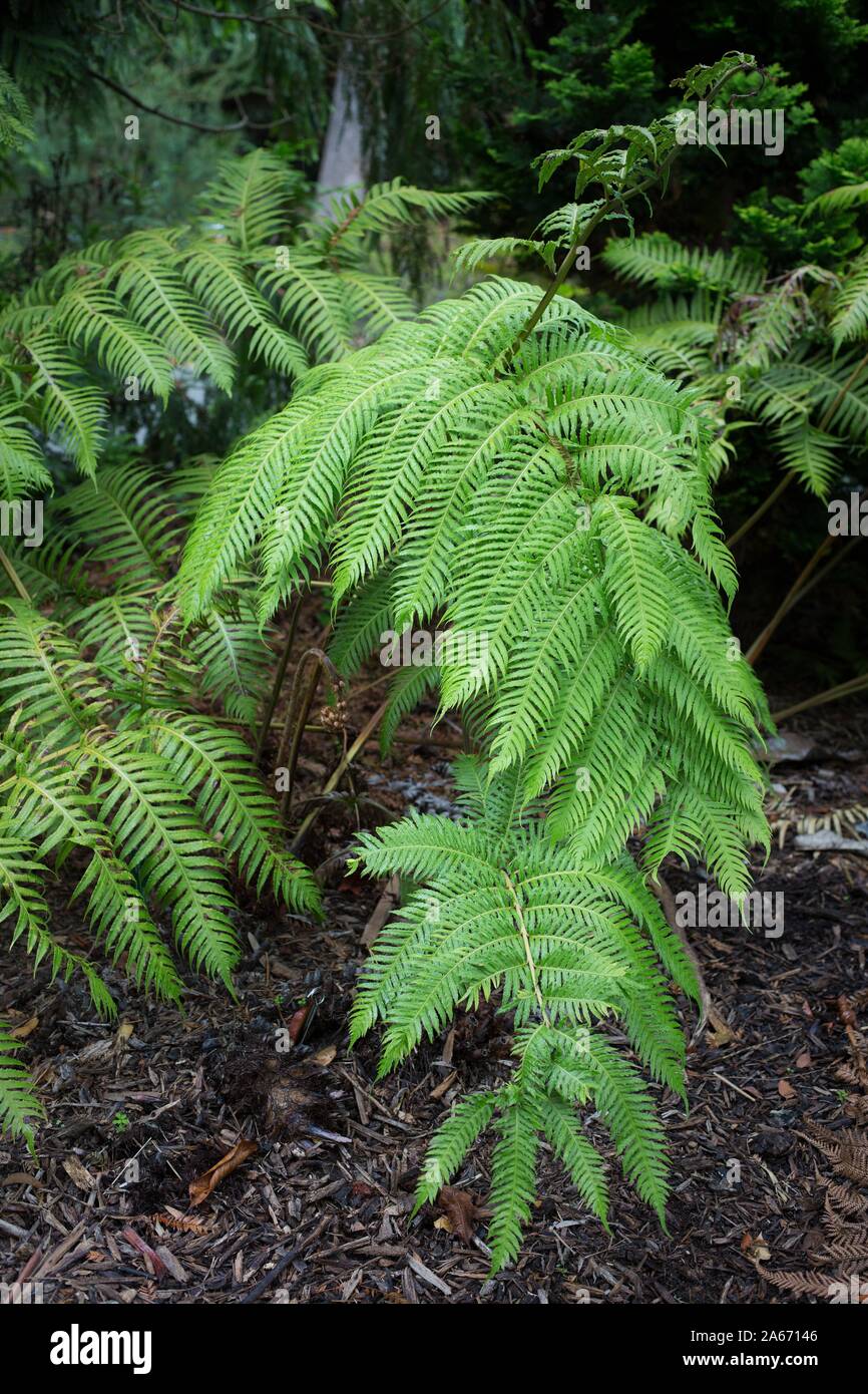 Chain ferns hi-res stock photography and images - Alamy