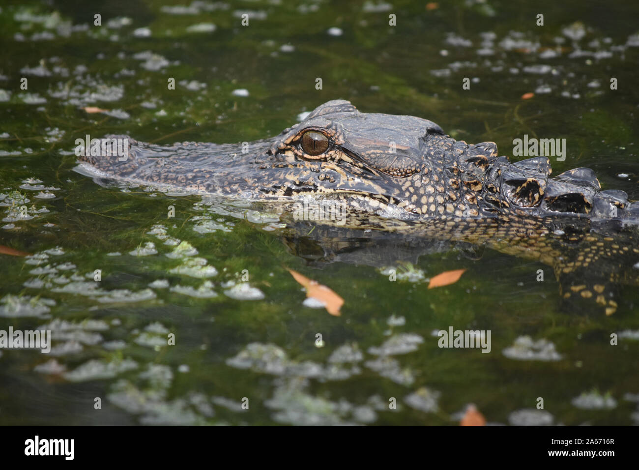 Debris in a swamp with the profile of an alligator Stock Photo - Alamy