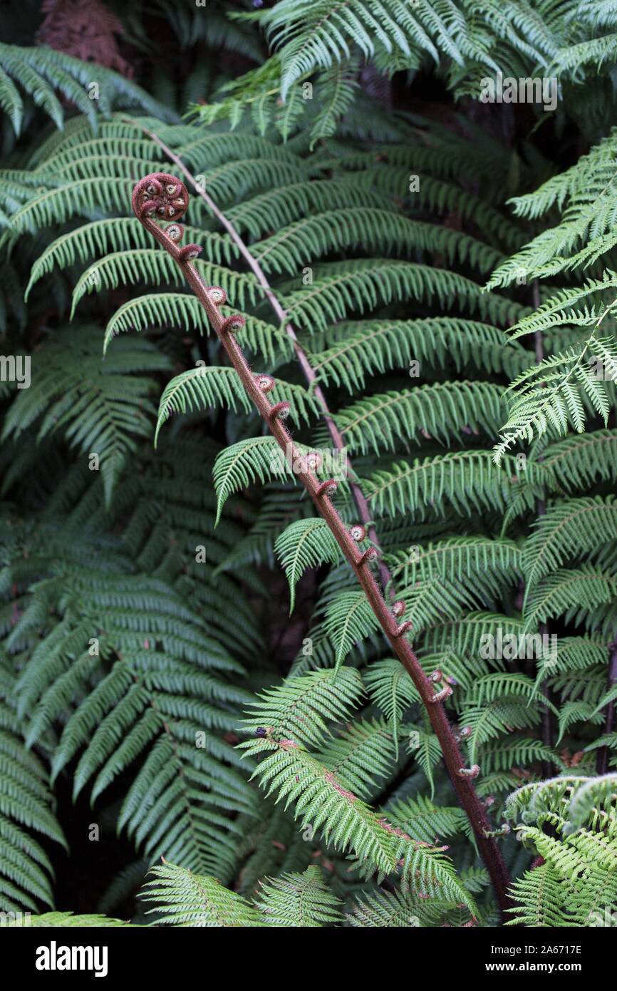 Evergreen tree fern hi-res stock photography and images - Alamy