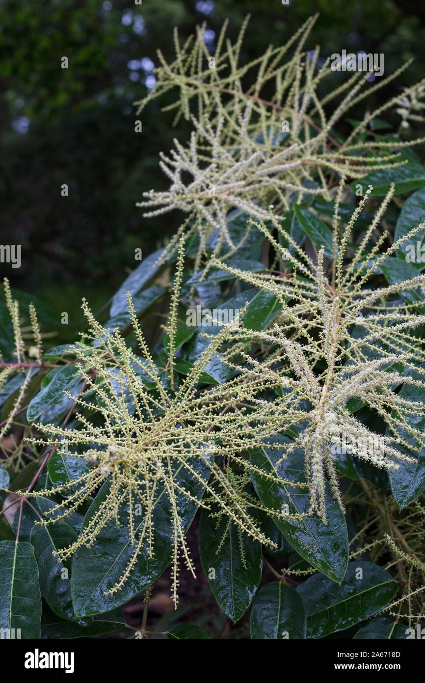 Schefflera delavayi - hardy schefflera Stock Photo - Alamy