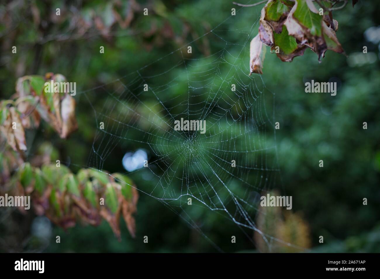 A spider web in a garden Stock Photo - Alamy