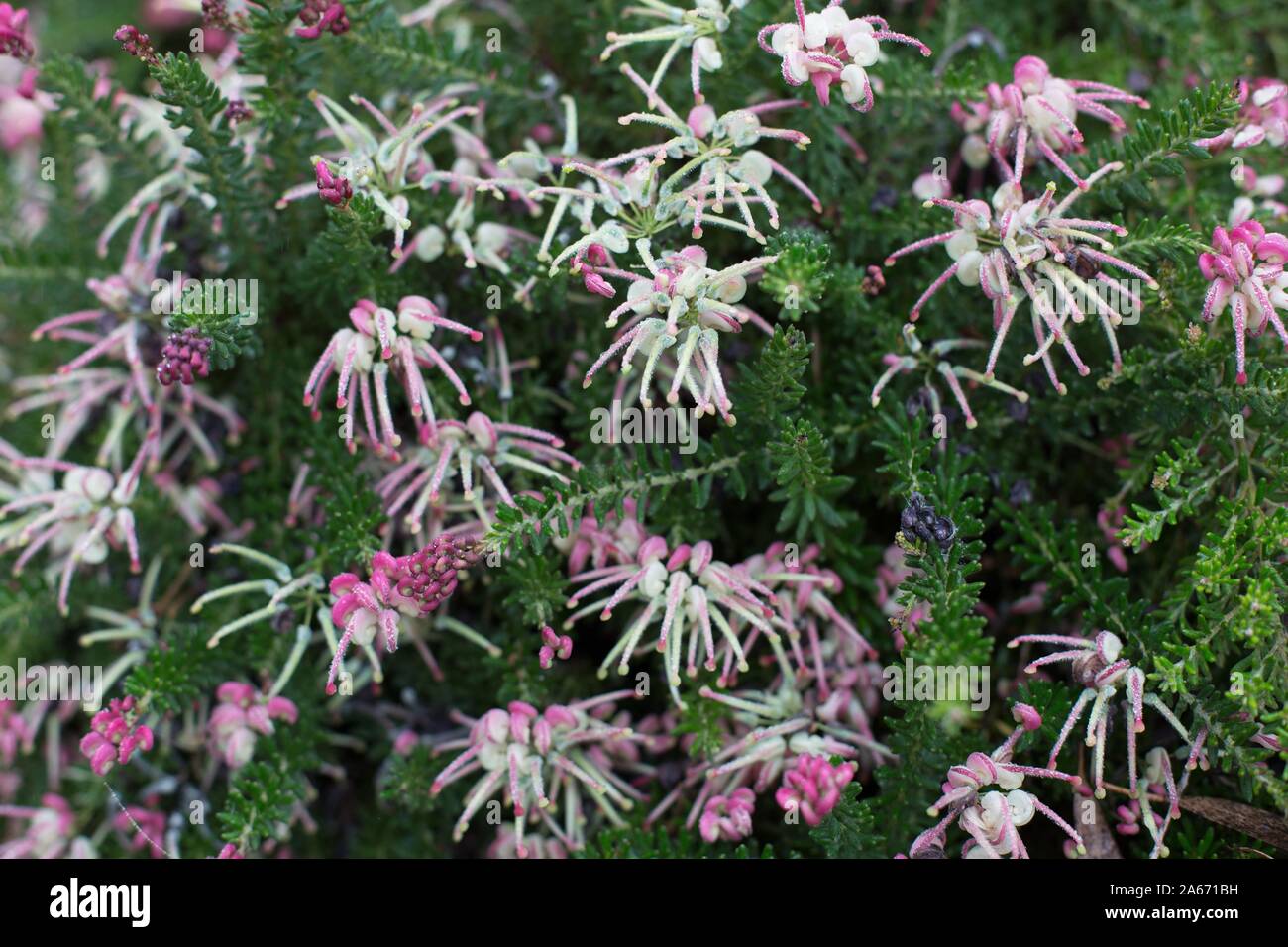 Grevillea lanigera 'Coastal Gem' plant Stock Photo - Alamy
