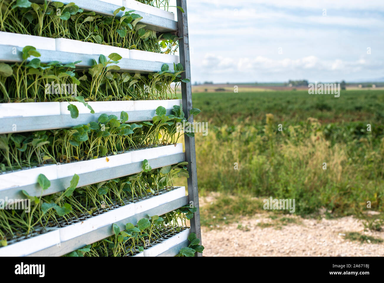 Seedlings in packages placed on shelving in the field. Concept for ...