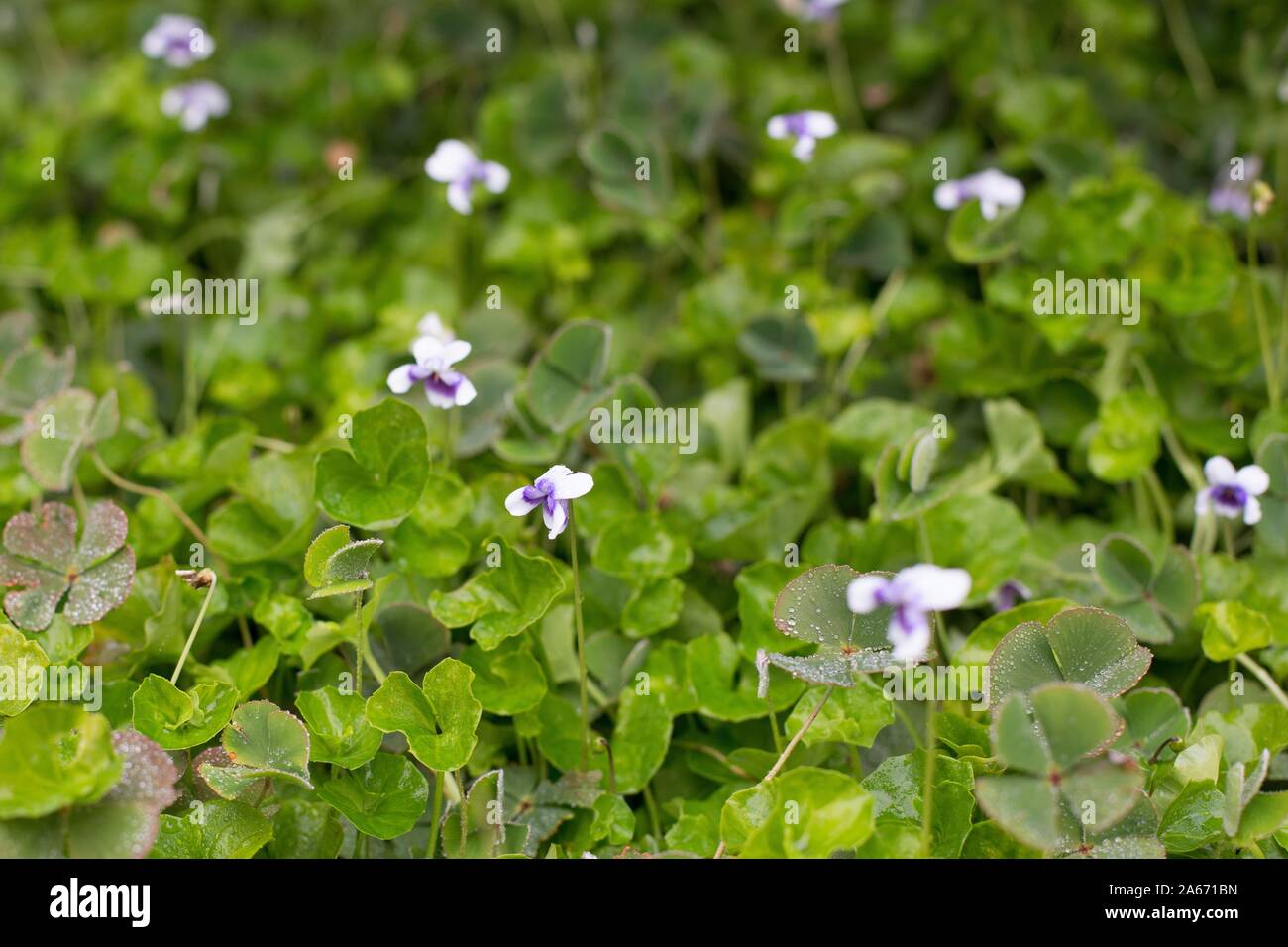 Viola hederacea - ivy leaf violet Stock Photo - Alamy