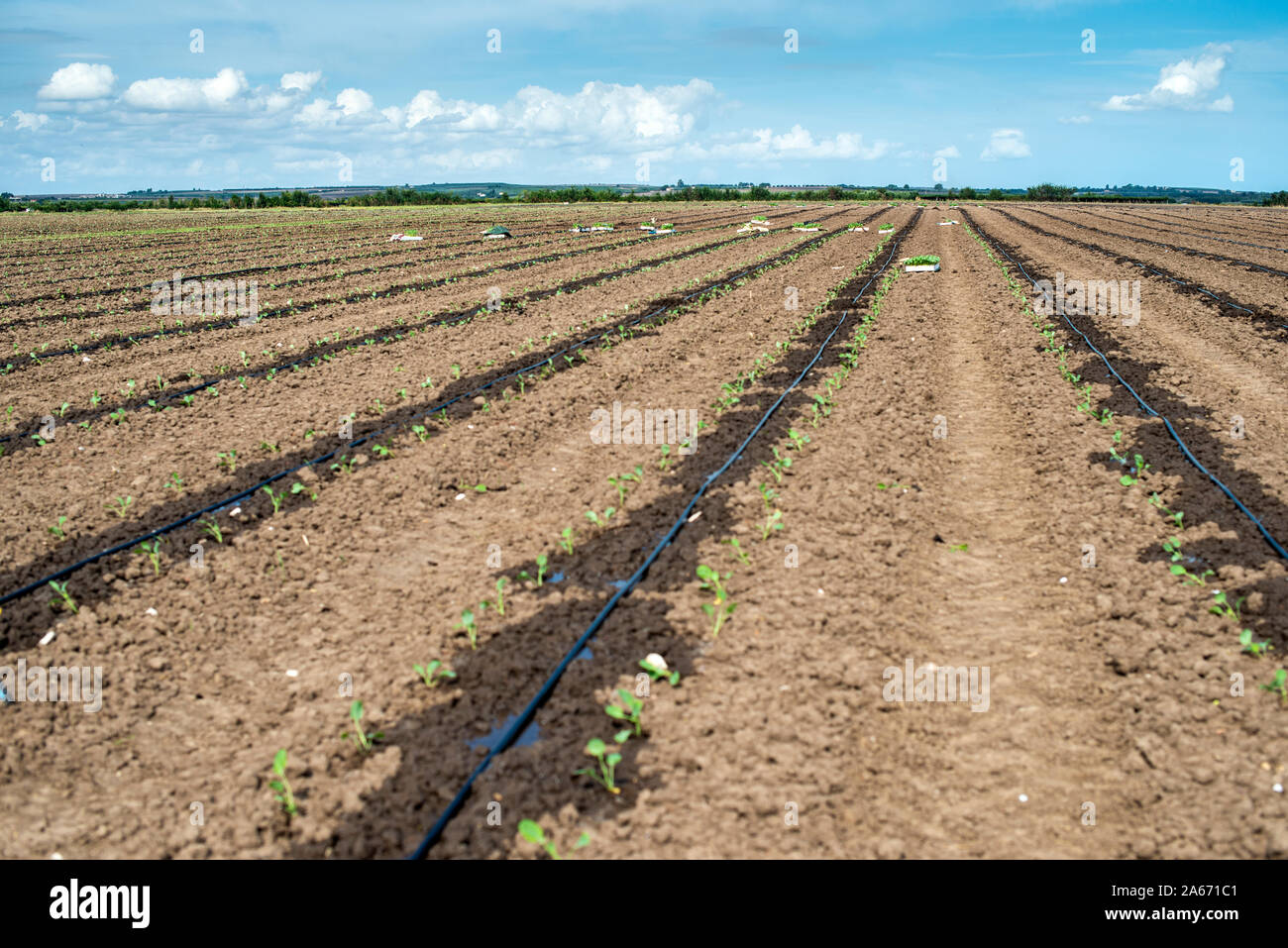 Seedlings in crates on the agriculture land. Planting new plants in ...