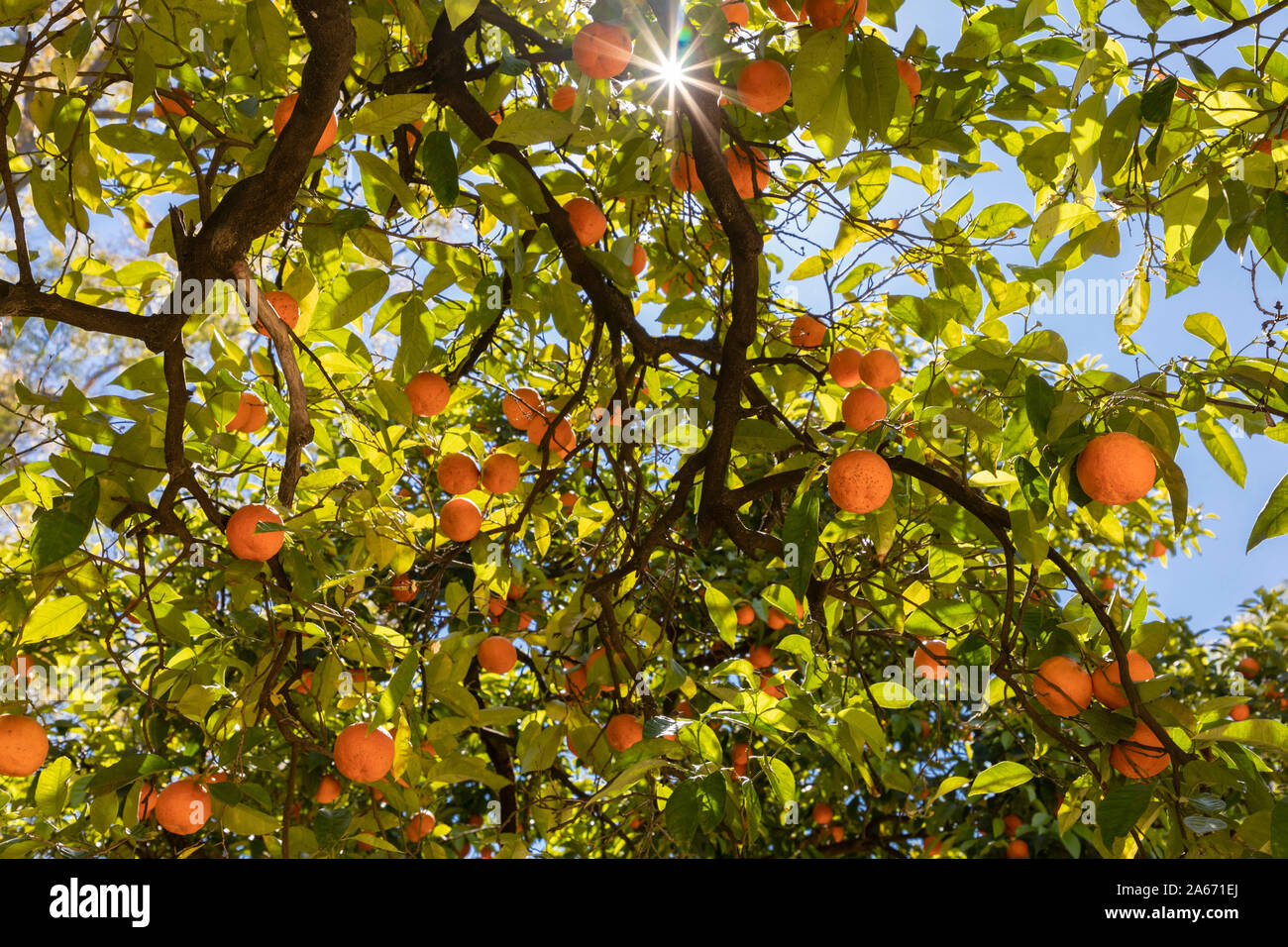 Orange tree and sunshine, Seville, Andalucia, Spain Stock Photo - Alamy