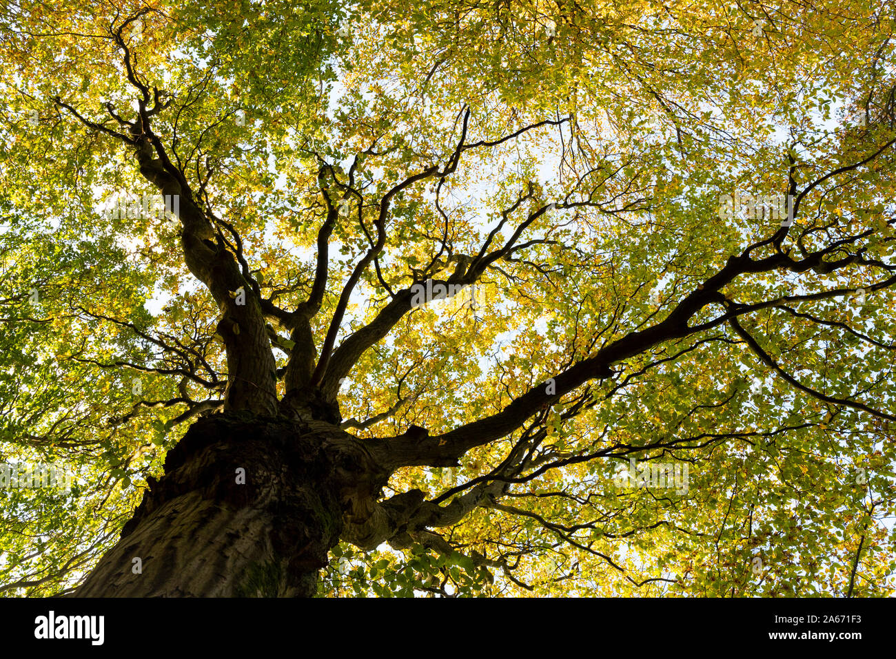 Tree canopy with leaves changing colour in early autumn Stock Photo - Alamy