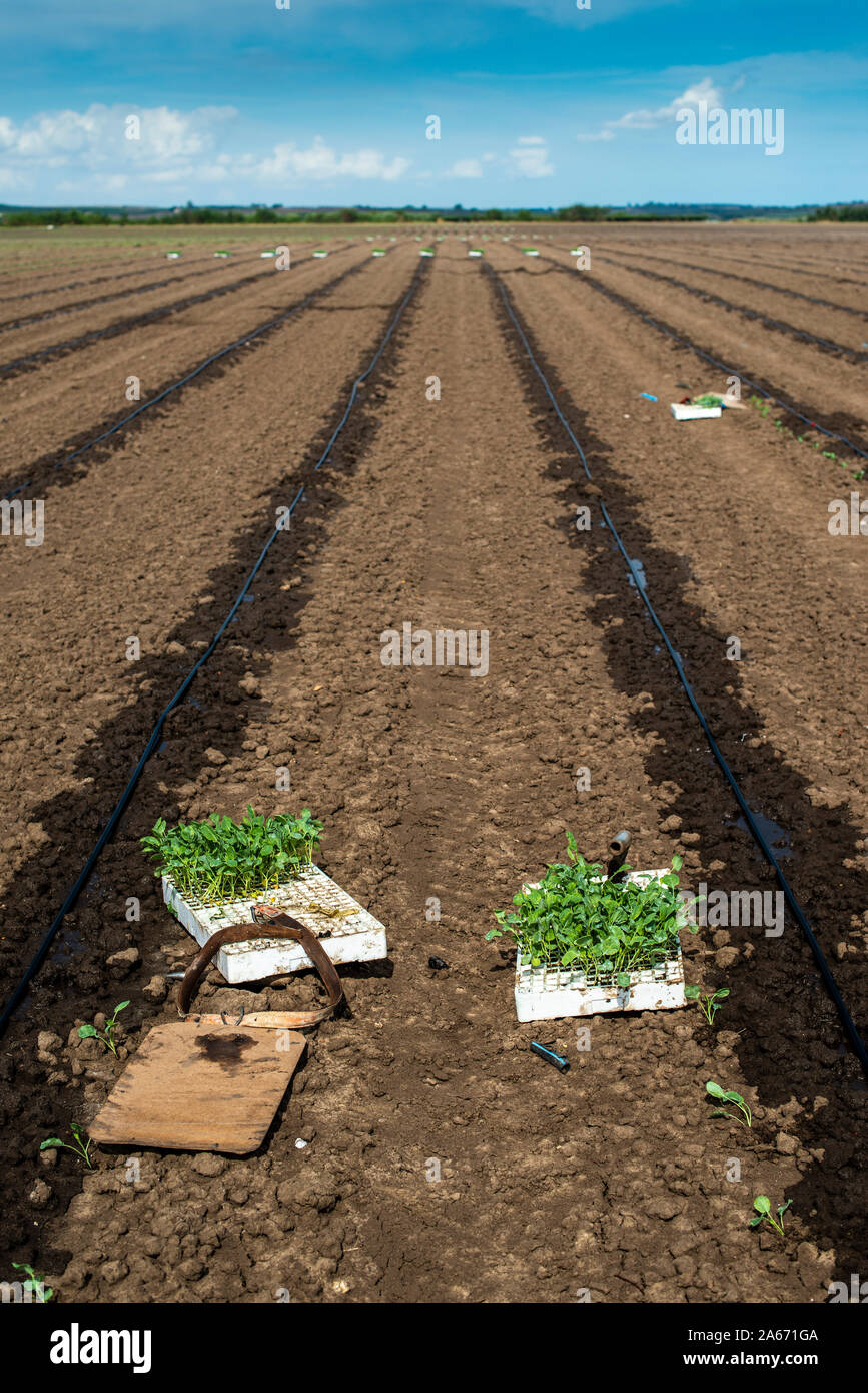 Seedlings in crates on the agriculture land. Planting new plants in ...