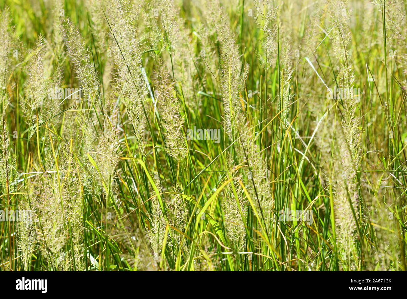 Green Grass Weed Meadow Background Stock Photo - Alamy