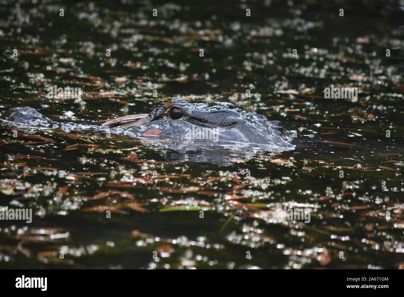 Swamp with an alligator and his eye peering out of the murkiness Stock ...