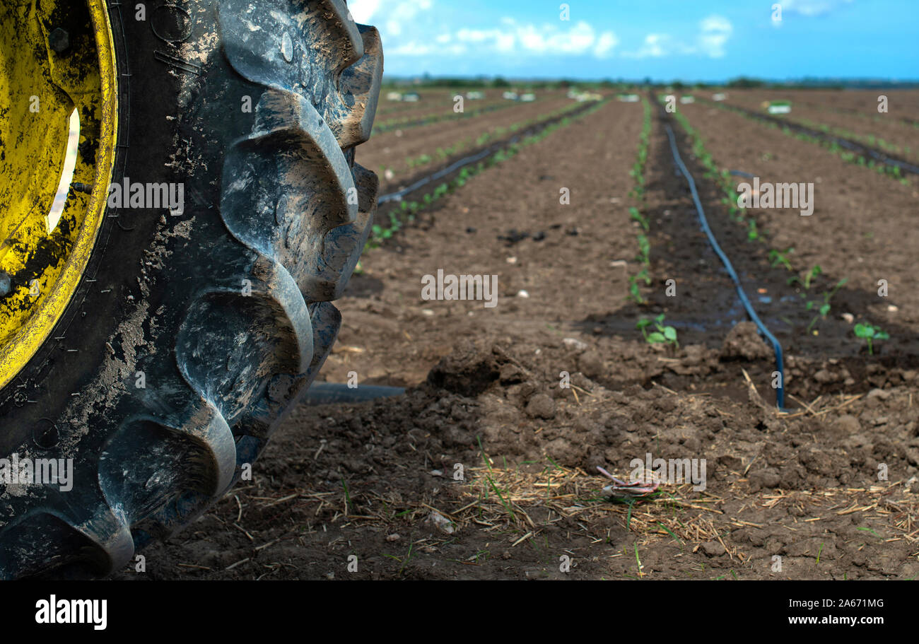 Tractor tire seedlings in rows on the agriculture land. Planting new ...