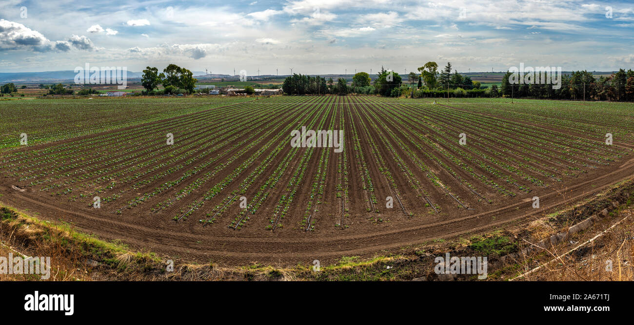 Newly planted broccoli plantation. Seedlings in rows. High view. Big ...