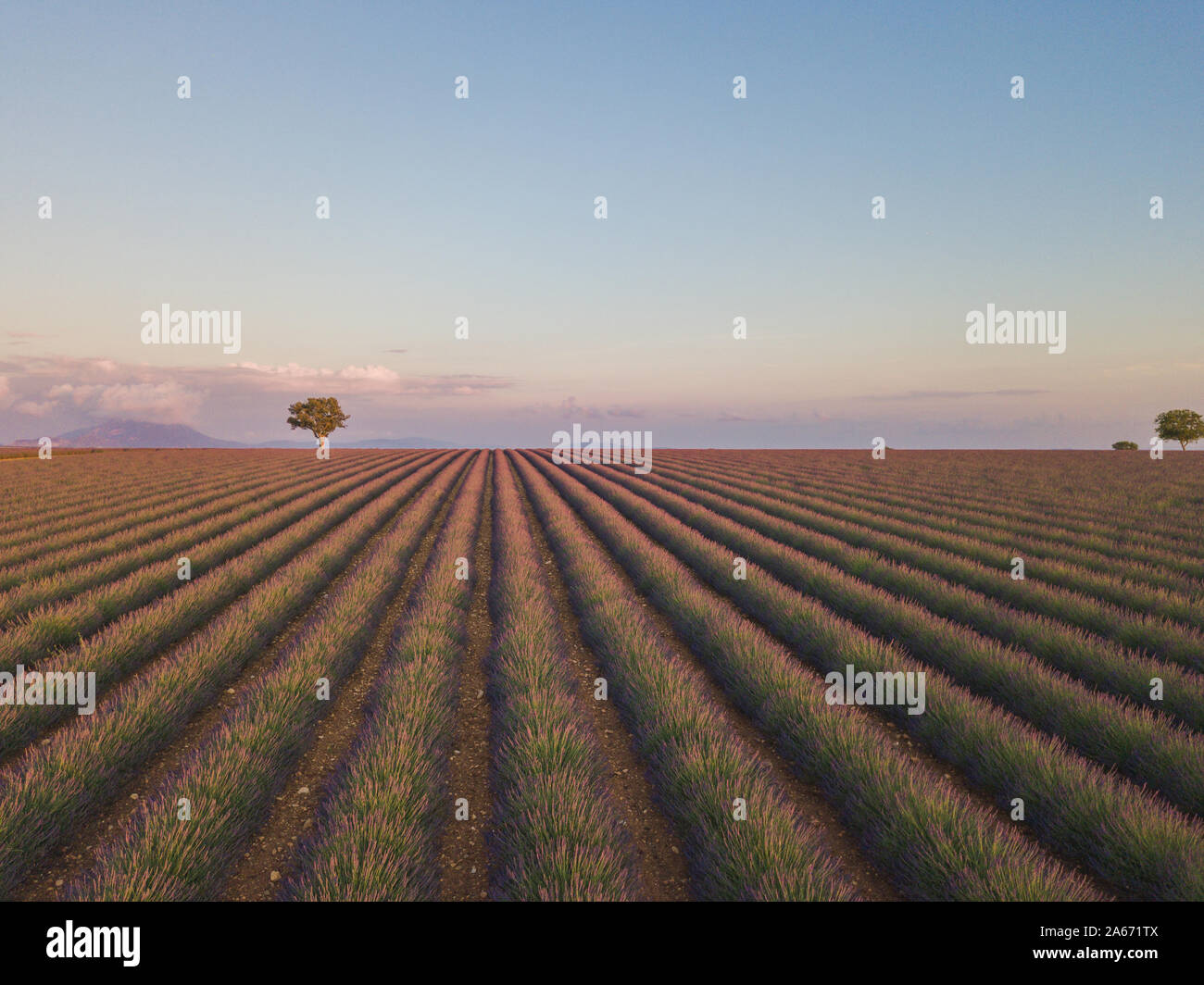Aerial view of lavender fields in valensole, france hi-res stock photography and images - Alamy