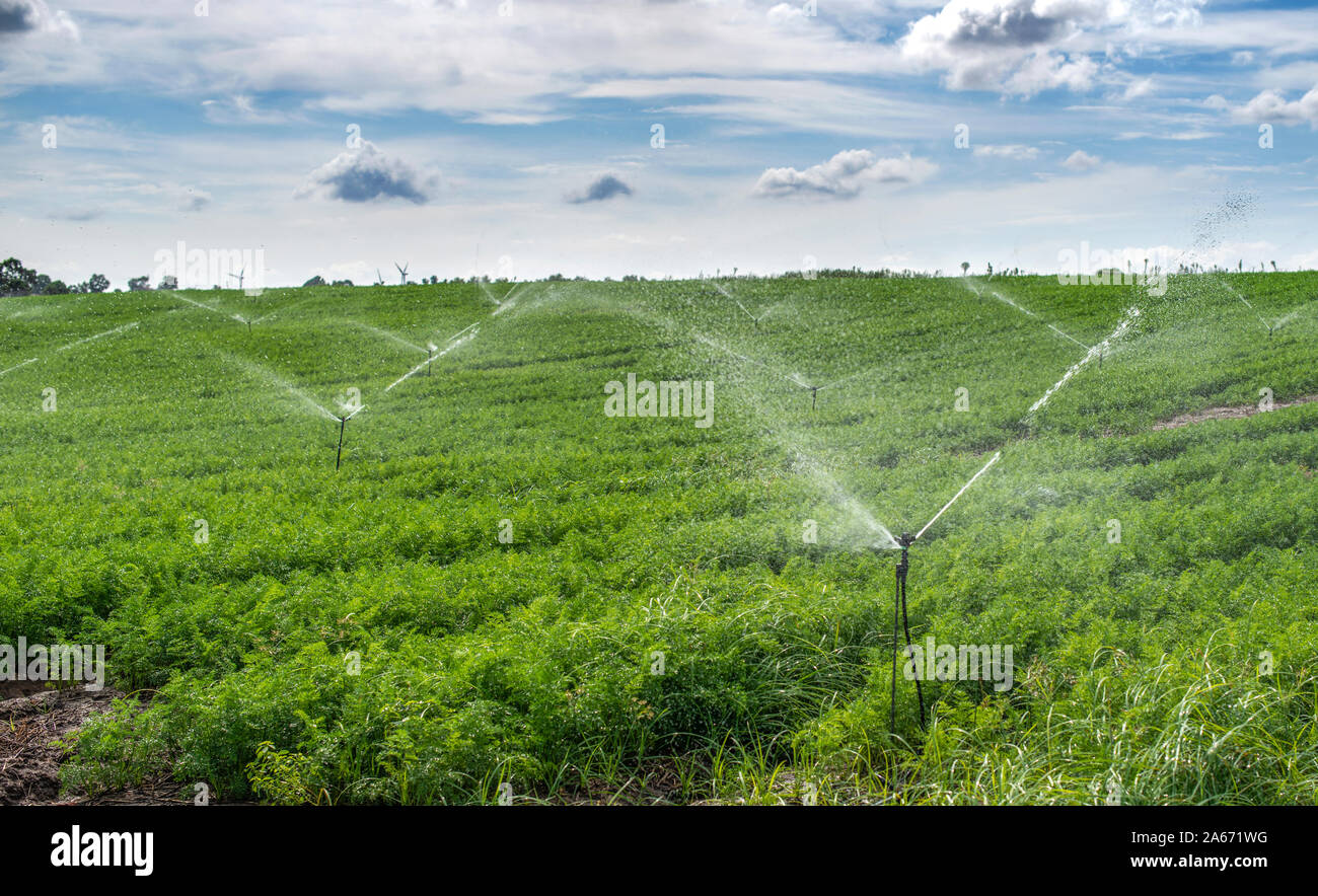 Watering plantation with carrots. Irrigation sprinklers in big carrots ...