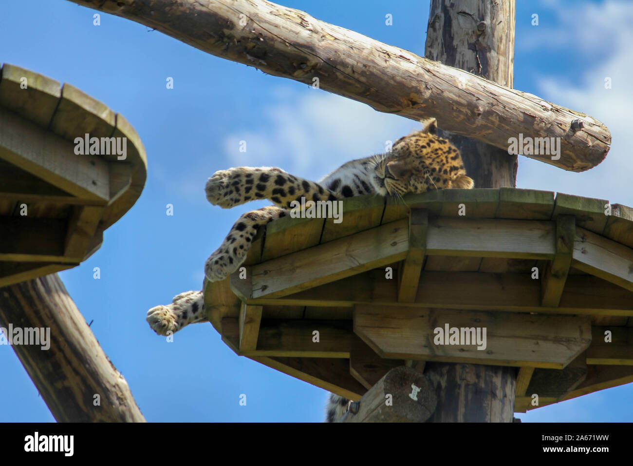 Spotted leopard hi-res stock photography and images - Alamy